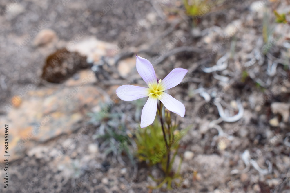 Flor de la sierra peruana llamado en quechua "Tamiya Waita". Stock ...