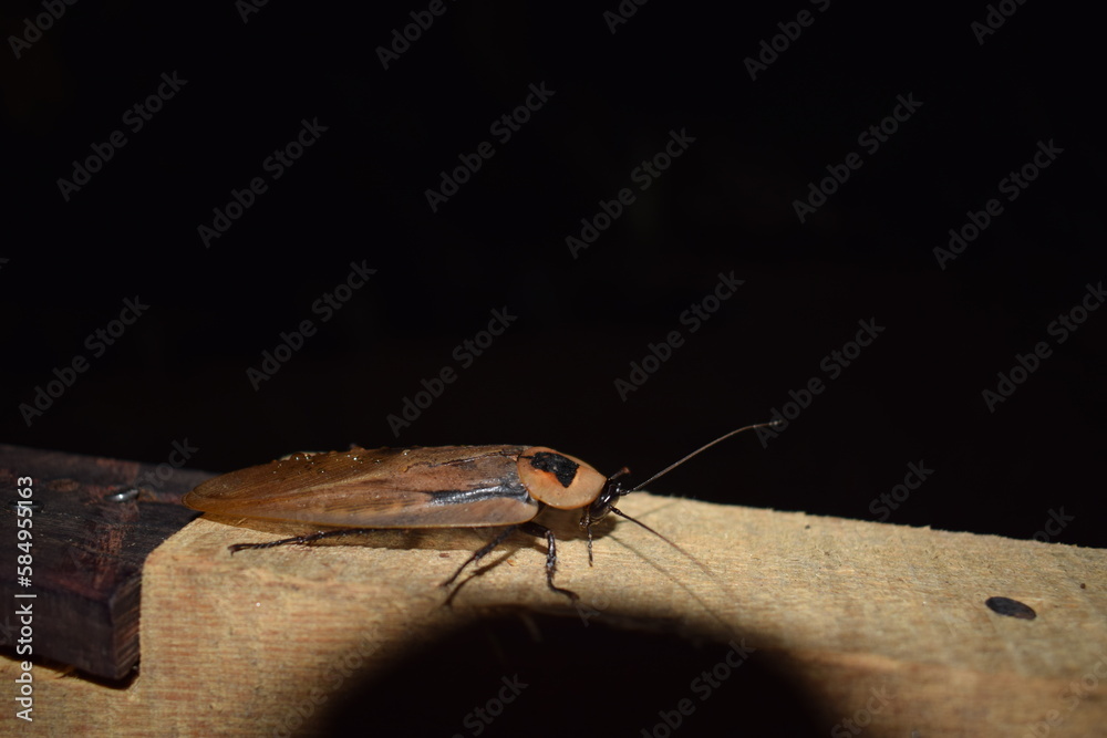 Un insecto desconocido que vive en las cuevas de Peru. Stock Photo ...