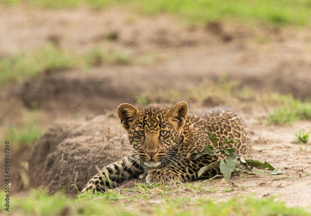 Adorable Leopard Cub Stock Photo | Adobe Stock