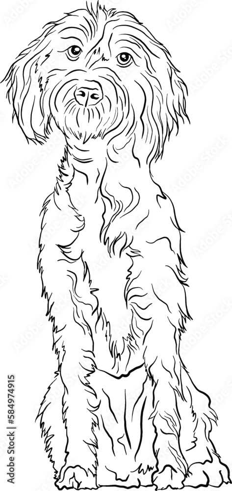Afaird dog breed doodle style line drawing vector black and white ...
