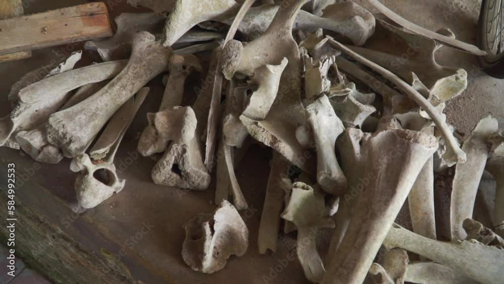 Bones from animal or human due to a volcanic eruption disaster - The ...