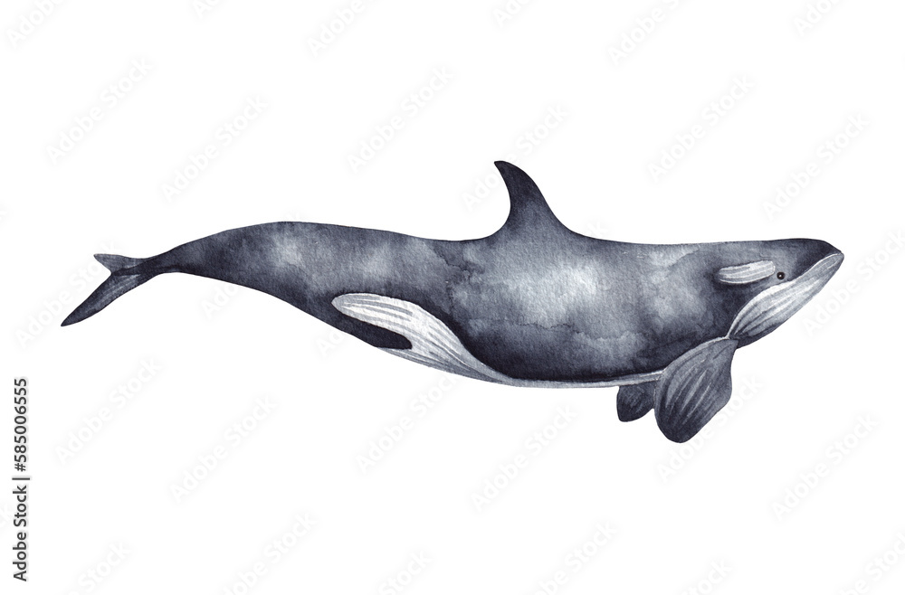 Grampus, killer whale Stock Photo | Adobe Stock