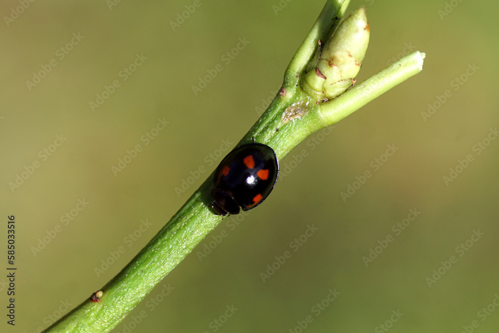 Pine ladybird (Exochomus quadripustulatus, Brumus quadripustulatus ...