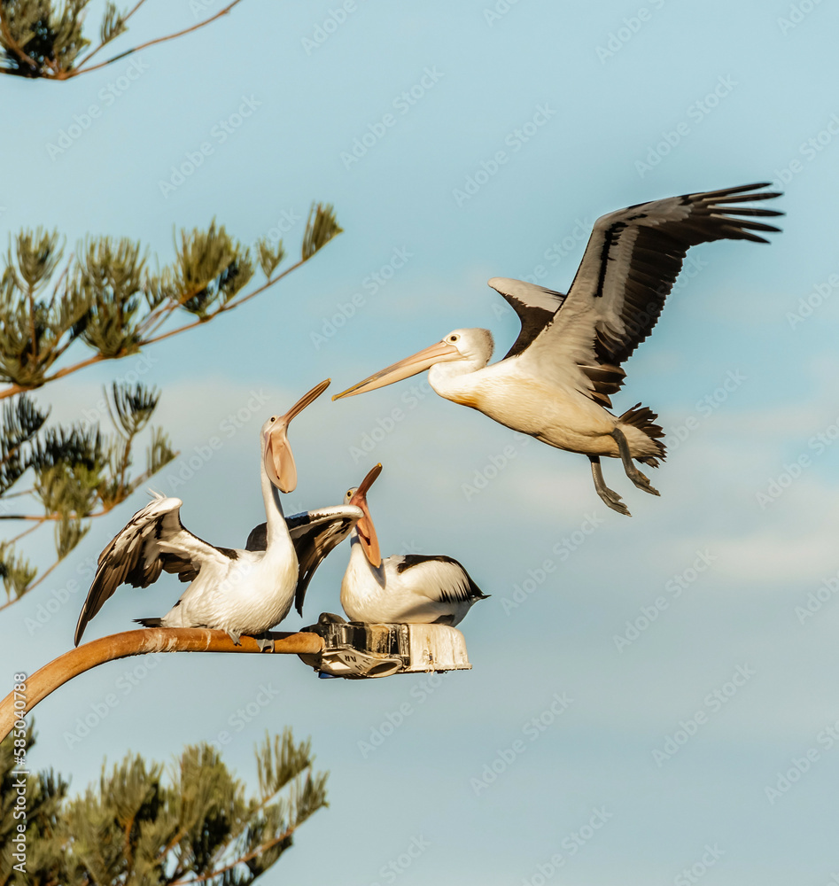 Pelicans flying and landing on a light post in Collaroy at Fishermans ...