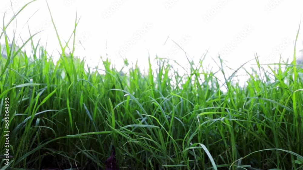 Video „Close-up side view of a green lush lawn. Dense grass isolated on ...