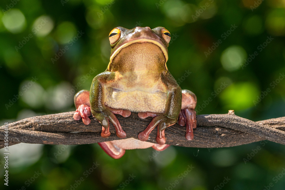 The white-lipped tree frog (Nyctimystes infrafrenatus) is a species of ...