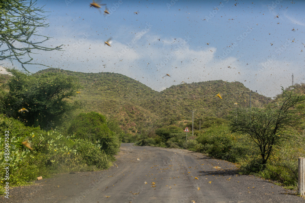 Poster Huge swarm of locusts in Omo valley, Ethiopia – Wall Art | UkPosters