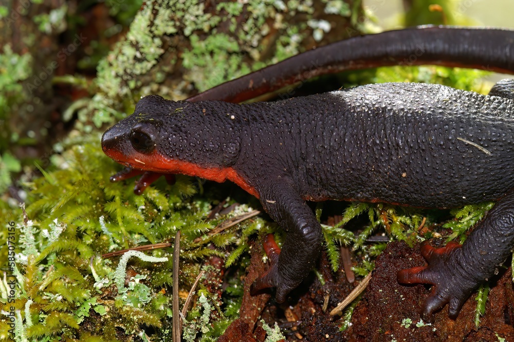 Closeup on a rare and protected Taricha rivularis, Red bellied newt ...