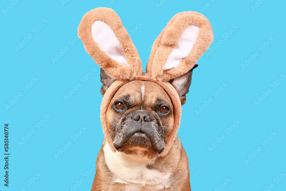 Easter bunny dog. French Bulldog wearing rabbit costume ears on blue ...