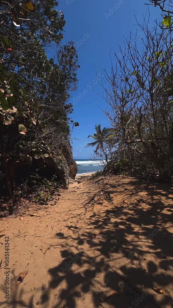 path to the beach, tree, nature, landscape, water, beach, trees, sea ...