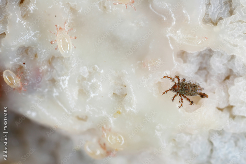 Mites, small arachnids (Acaridae, Oribatid moss mite, Oribatida) on ...