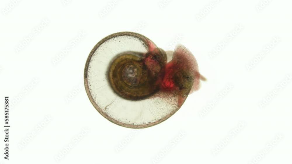Snail Family Planorbidae under microscope, order Pulmonata. Possibly ...