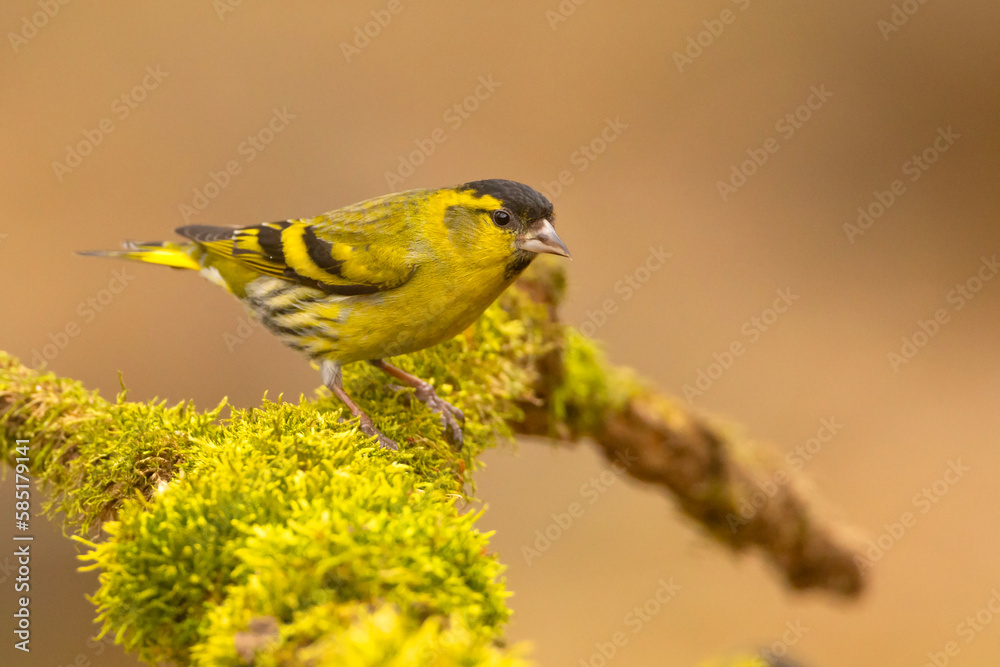Czyż, czyż zwyczajny, czyż pospolity, czyżyk (Spinus spinus) Stock ...