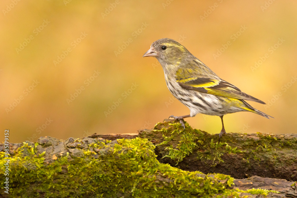 Czyż, czyż zwyczajny, czyż pospolity, czyżyk (Spinus spinus) Stock ...