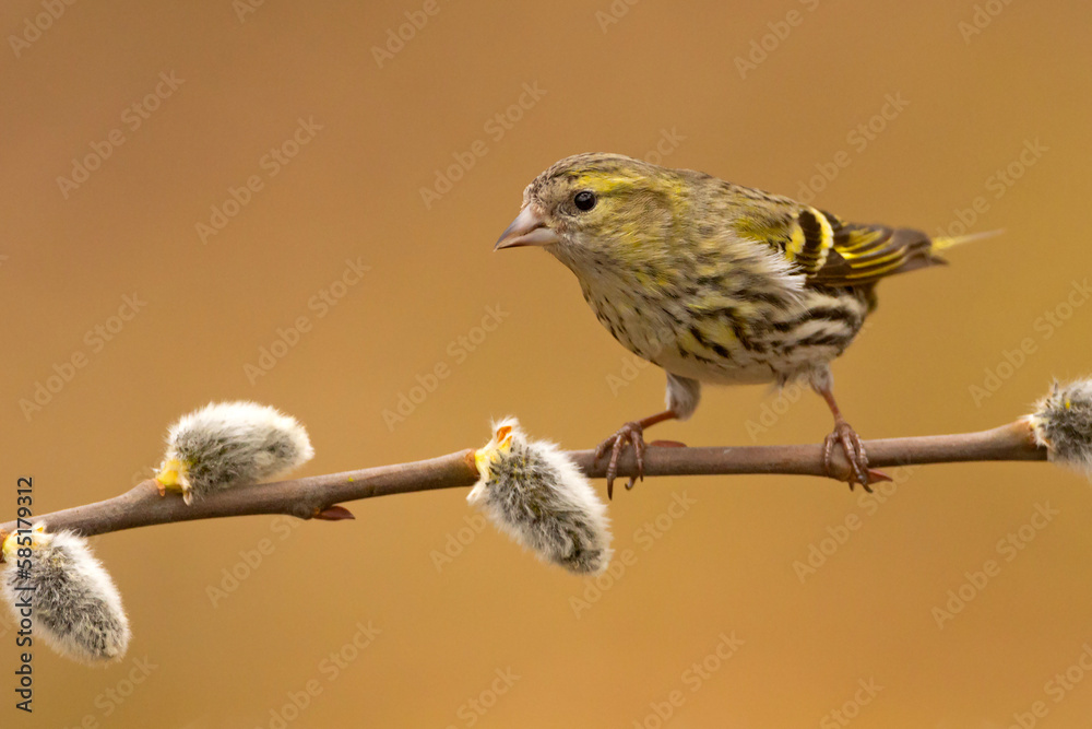Czyż, czyż zwyczajny, czyż pospolity, czyżyk (Spinus spinus) Stock ...