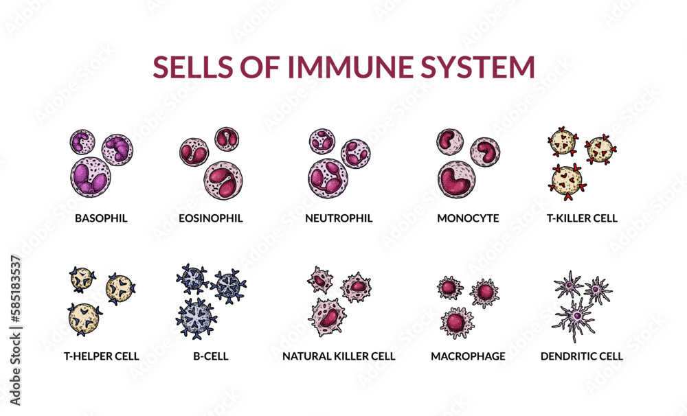 Cells of adaptive immune system. Human cells with names. Scientific ...