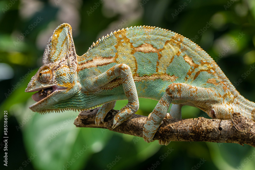 The veiled chameleon (Chamaeleo calyptratus) is a species of chameleon (family Chamaeleonidae ...
