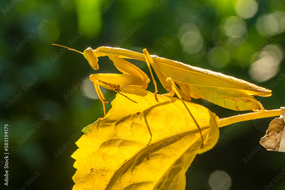 Hierodula membranacea is a large praying mantis, sharing its common ...
