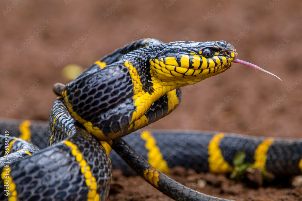 Boiga dendrophila, commonly called the mangrove snake or the gold ...