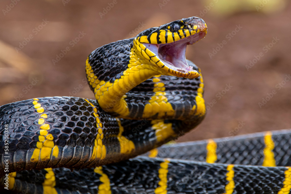 Boiga dendrophila, commonly called the mangrove snake or the gold ...