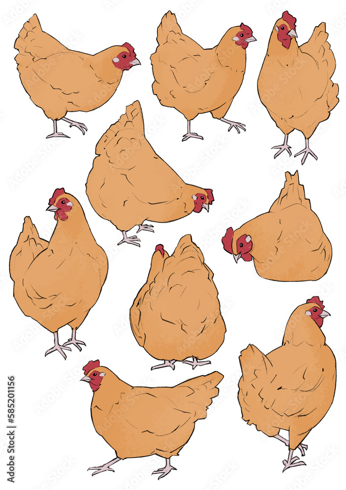 Set Of Buff Orpington Chicken Stock Illustration | Adobe Stock