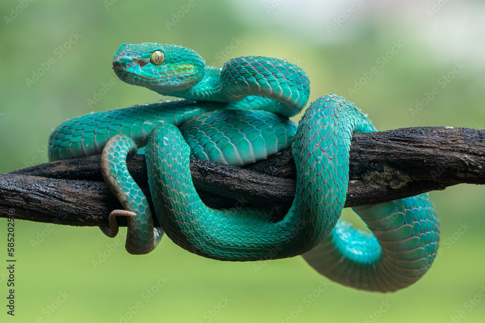 Trimeresurus insularis or Indonesian pit viper, Lesser Sunda Islands ...