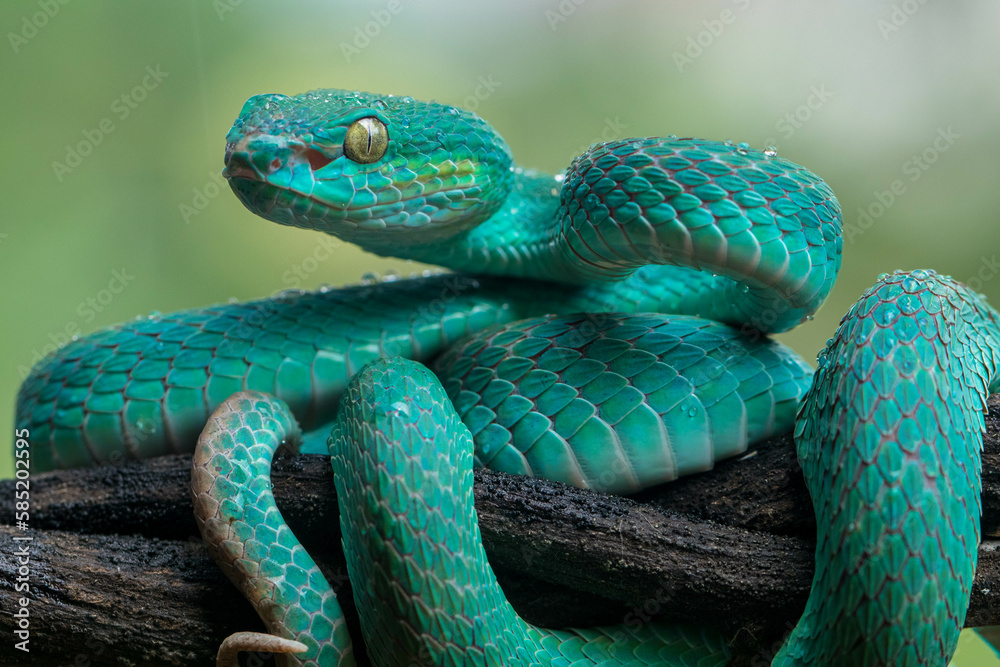Trimeresurus insularis or Indonesian pit viper, Lesser Sunda Islands ...