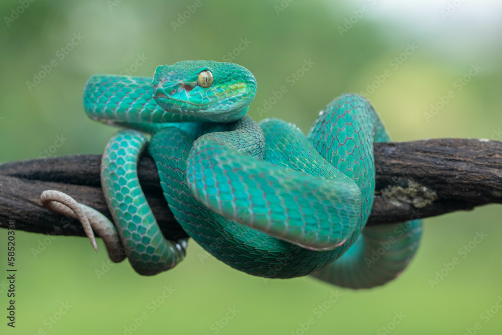 Trimeresurus insularis or Indonesian pit viper, Lesser Sunda Islands ...