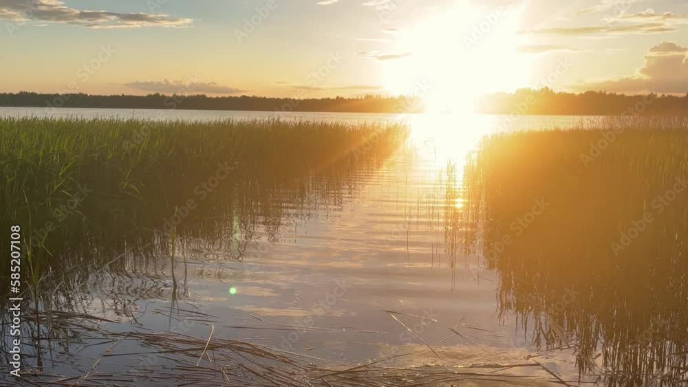 Reeds sway on wind and sun rays. Wild grass sway from wind on nature ...