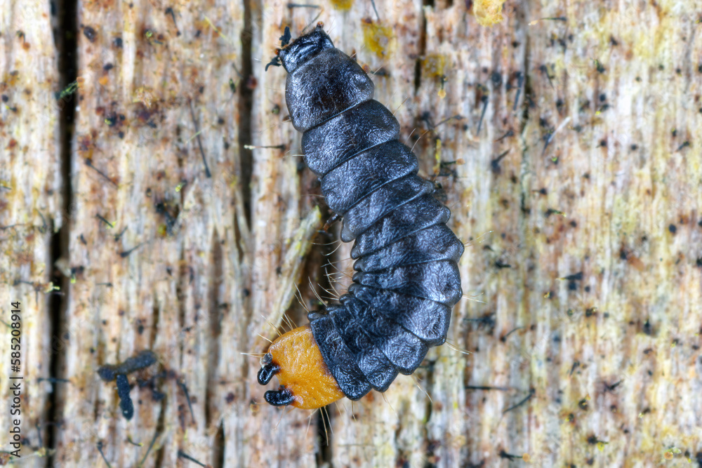 Lygistopterus sanguineus larva (Predatory) on wood. Net-winged beetles in the family Lycidae ...