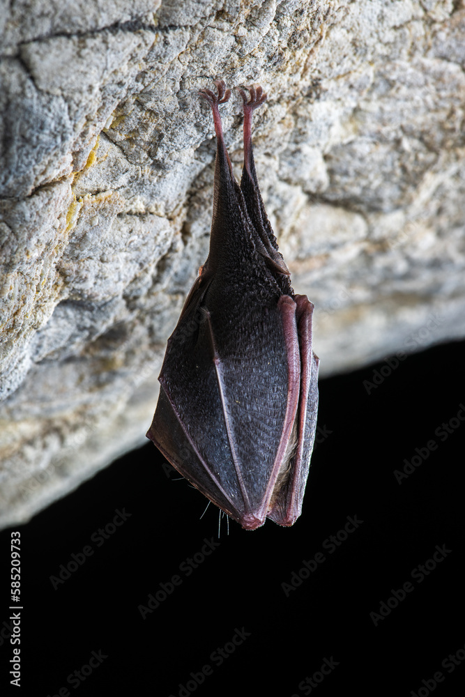Close up sleeping lesser horseshoe bat (Rhinolophus hipposideros ...