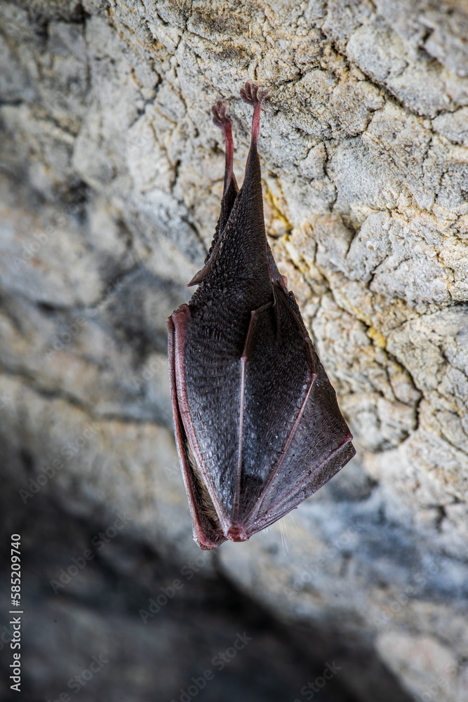 Close up sleeping lesser horseshoe bat (Rhinolophus hipposideros ...