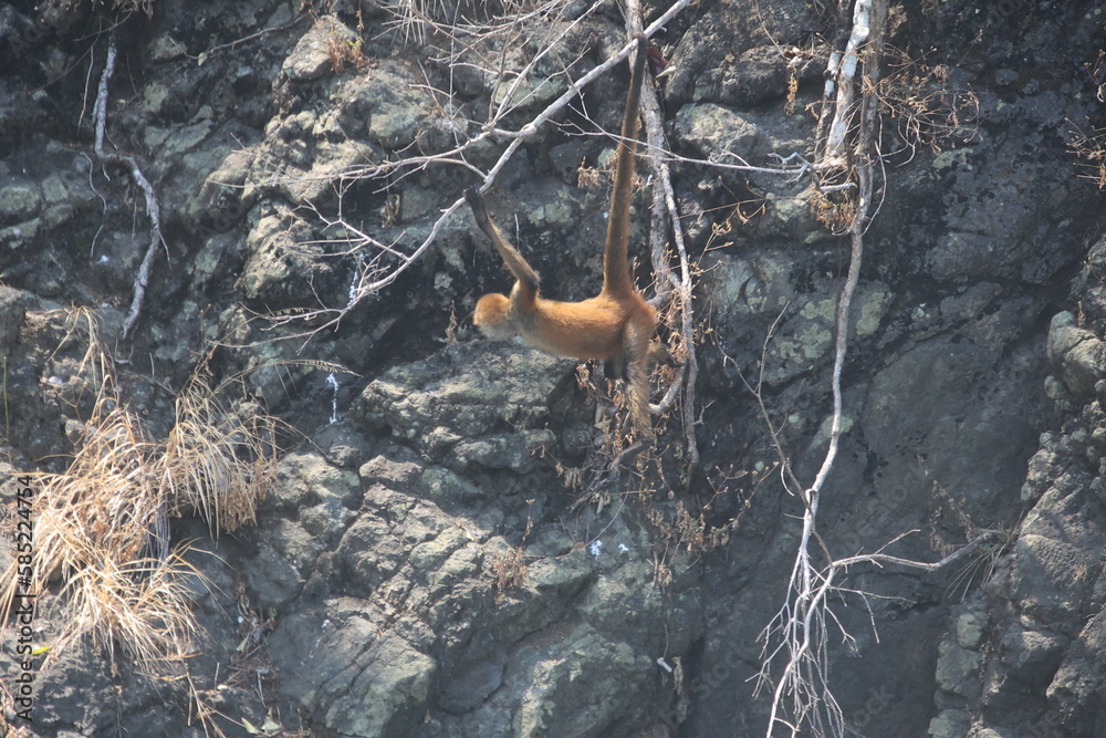 A spider monkey swings from branch to branch on a towering tree in the ...