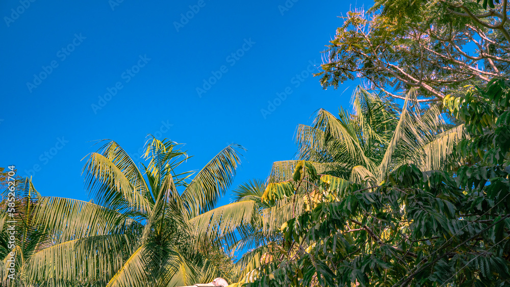 Natureza Mata Atlantica Floresta Arvore Palmeira Fruta Acai Açaí ...