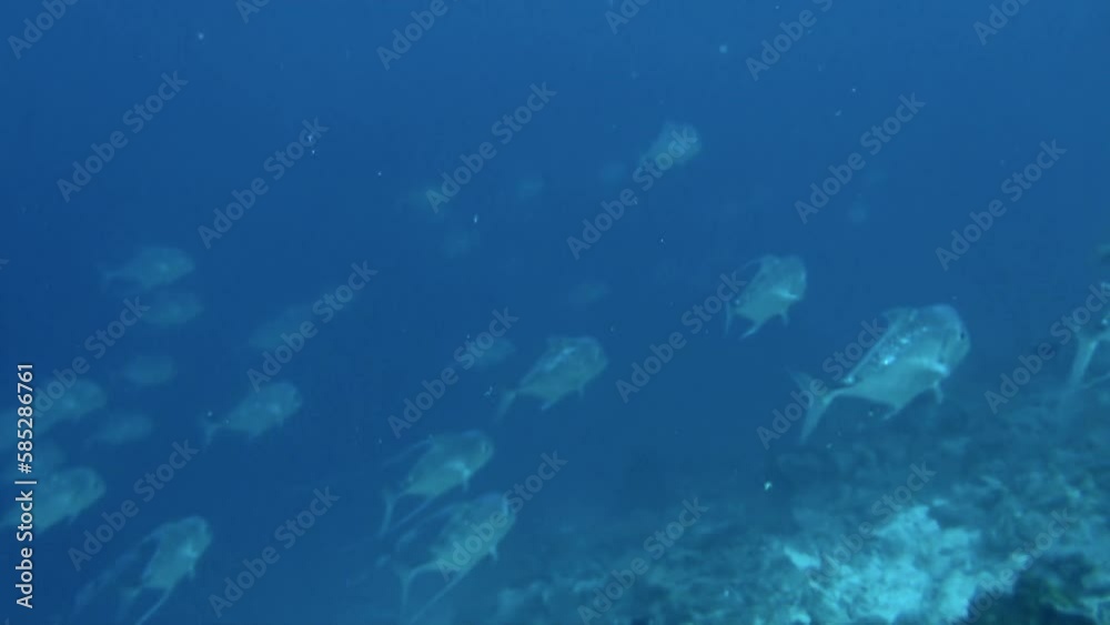 Fish appeared to be following leader, they all swam in same direction ...