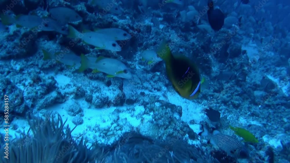 Fish appeared to be following leader, as they all swam in same ...