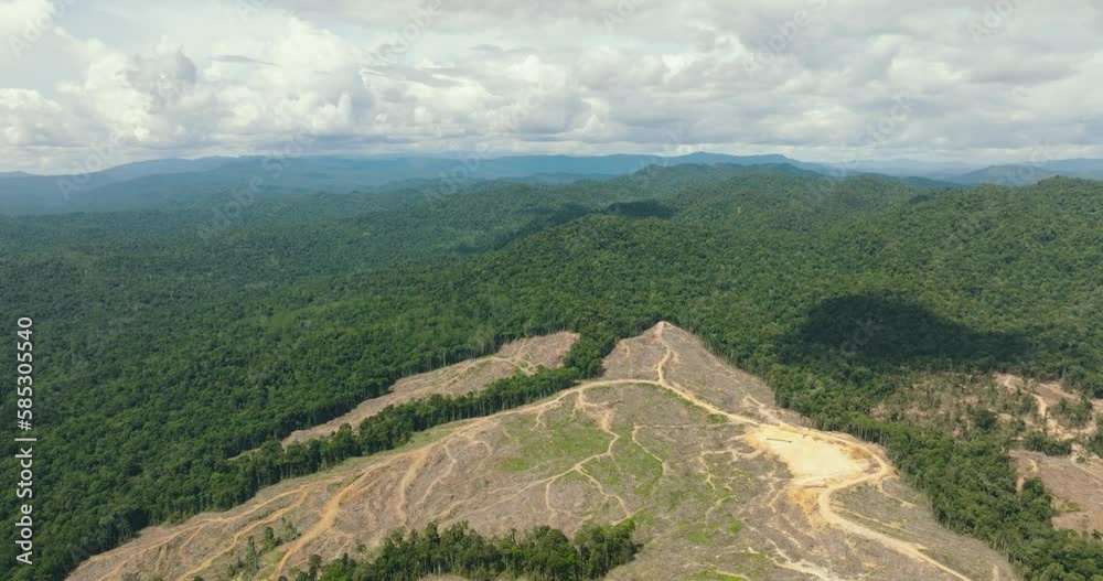 Aerial drone of rainforest and jungle area cleared to make way for oil ...