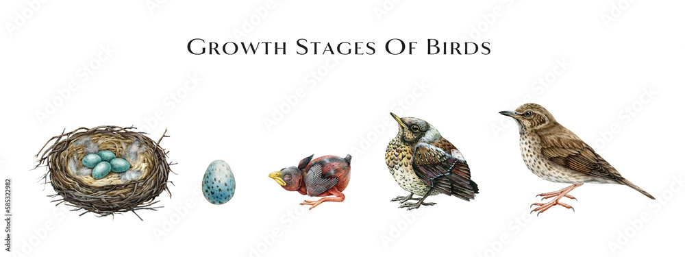 Growth stages of birds scheme. Watercolor hand drawn illustration ...