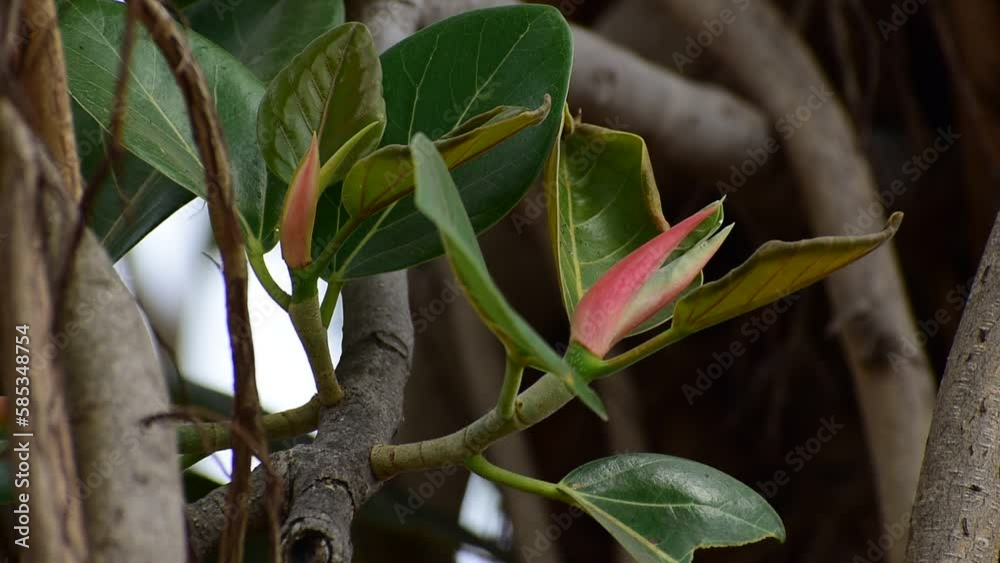 banyan fruit, Ficus benghalensis, commonly known as the banyan, banyan ...