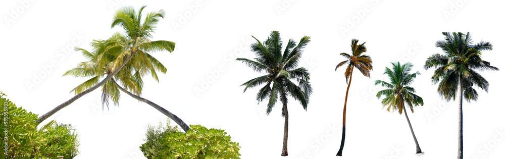 Coconut tree PNG. Coconut tree isolated on blank background PNG Stock ...
