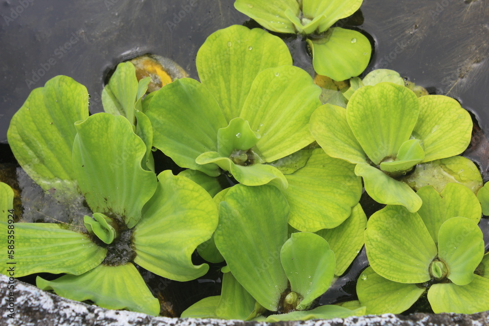 Water lettuce provides a floating rosette of attractive foliage that ...