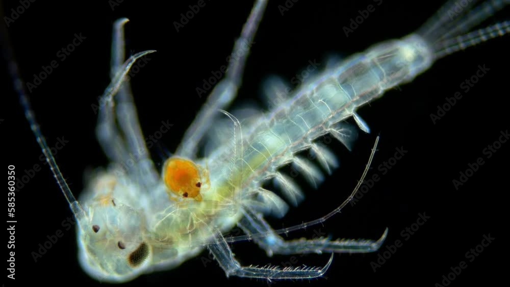 Hydrachnidia mite larva on larva of Ephemeroptera under a microscope. A ...