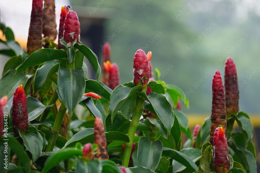 Costus woodsonii (Red Button Ginger, Costa Rica, dwarf cone ginger ...