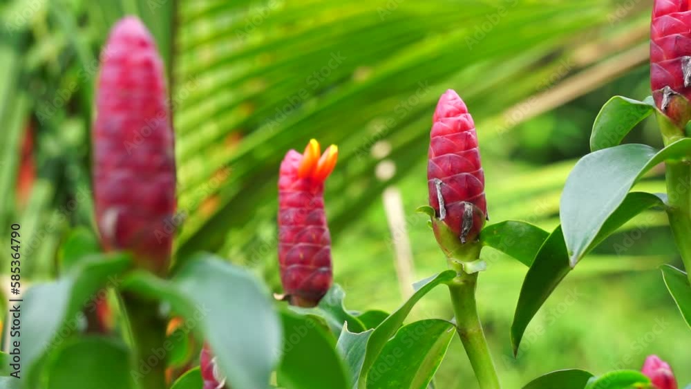 Costus woodsonii (Red Button Ginger, Costa Rica, dwarf cone ginger, Indian head ginger, Panama ...