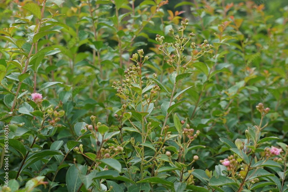 Lagerstroemia indica (Also known crape myrtle, crepe myrtle, queen ...