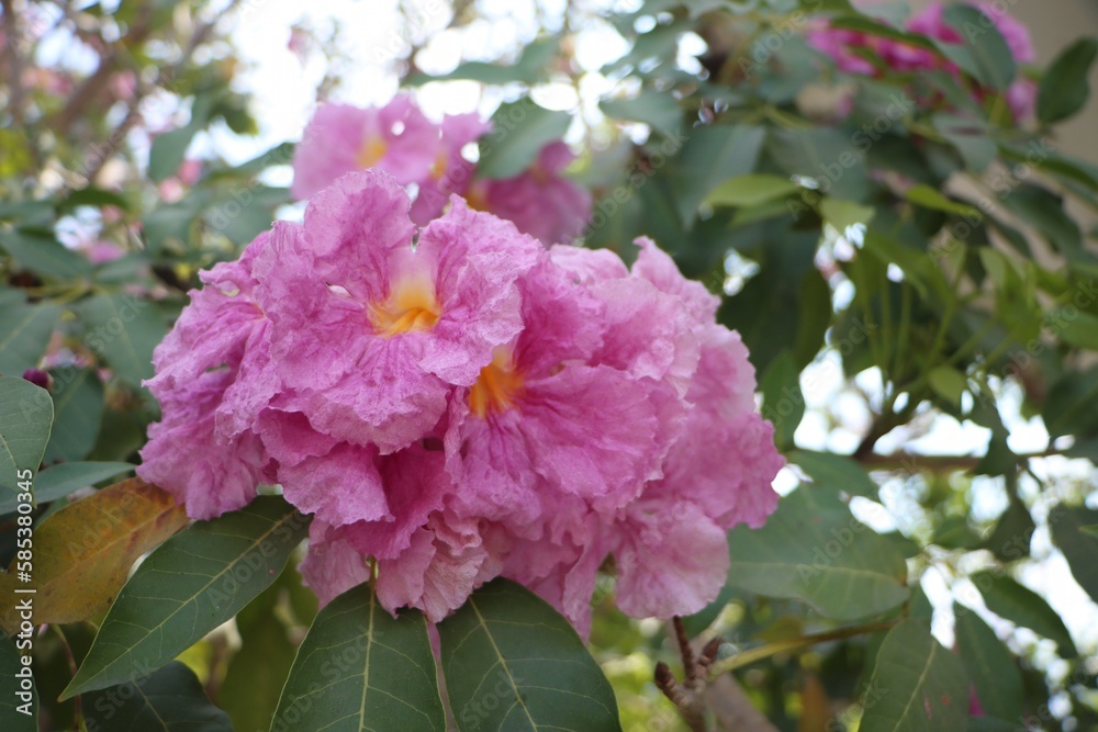 Tabebuia Rosea Flower