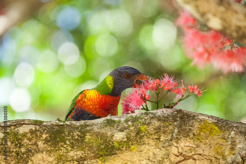 Rainbow Lorikeet eating the nectar of the native Coolamon Tree ...