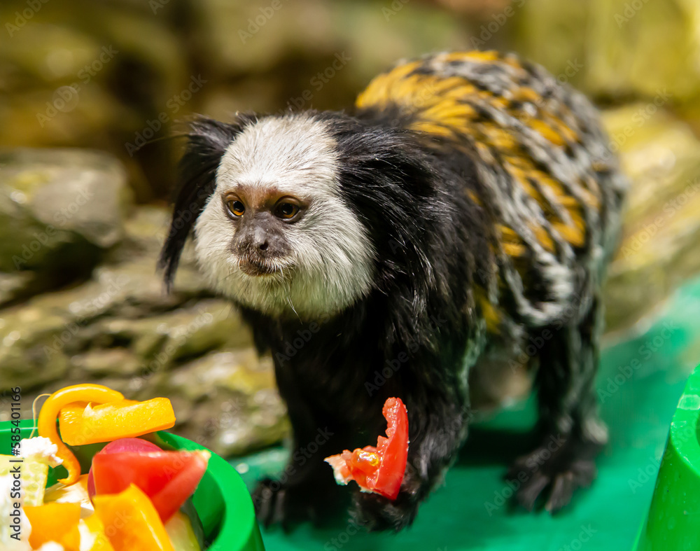 Geoffroy's monkey (Latin: Callithrix geoffroyi) with a piece of bell ...