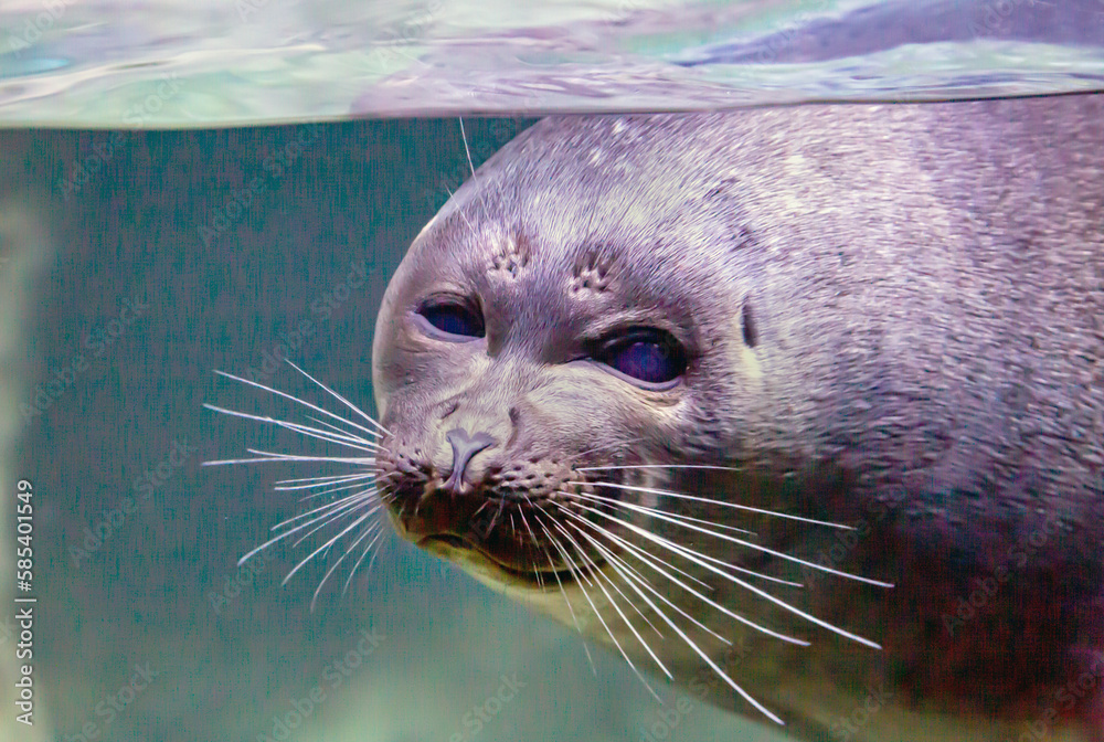The head of the Baikal seal (Latin Pusa sibirica) with a beautiful ...