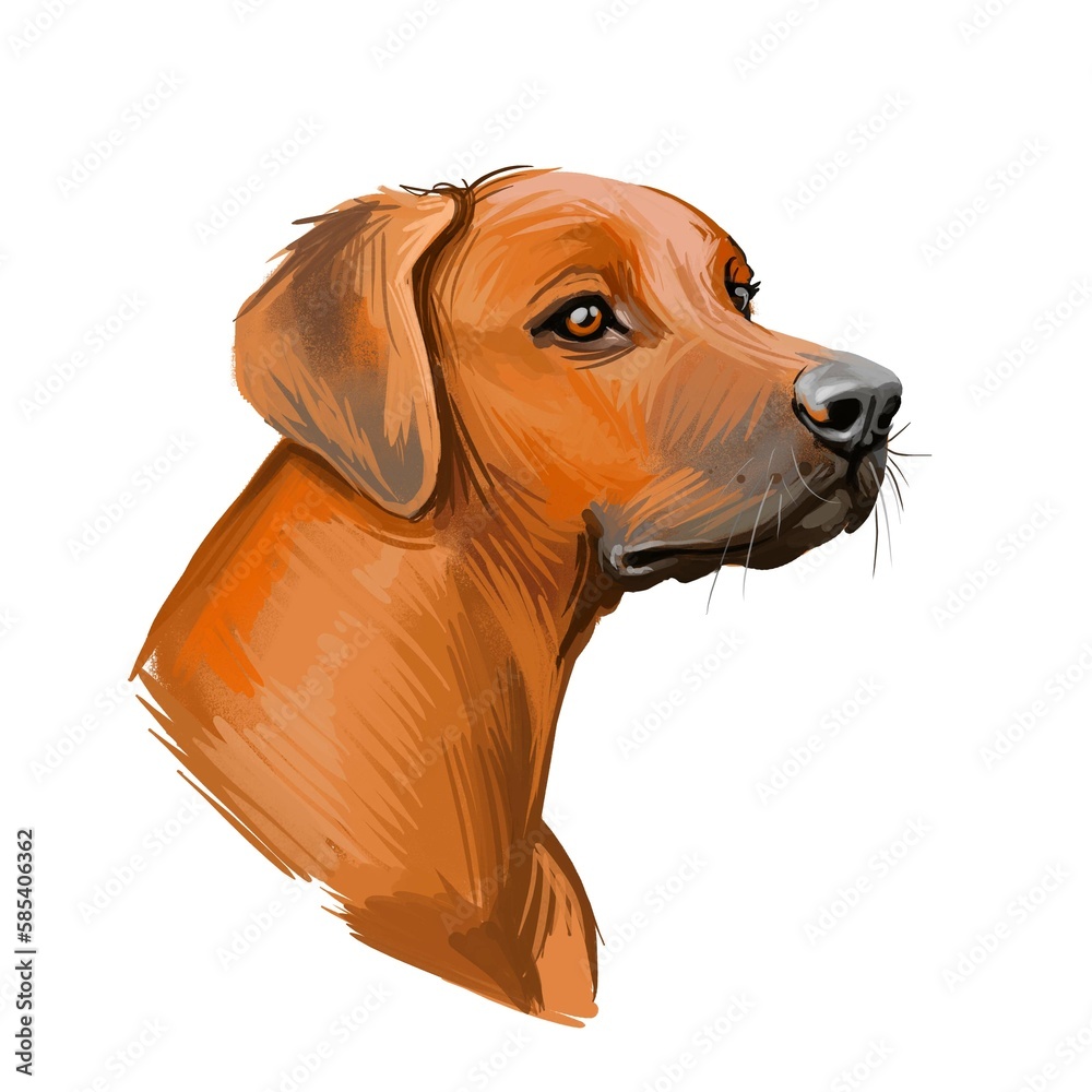 Rhodesian Ridgeback dog portrait isolated on white. Digital art ...